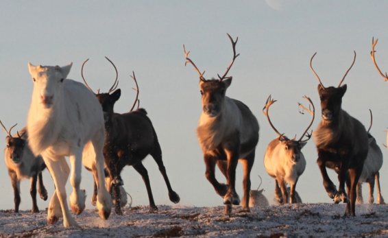 Renifery w sercu Szkocji – niezwykła atrakcja w Cairngorms - Emito.net